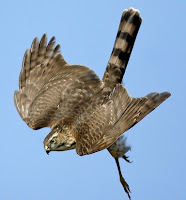 The Splendid Bourke Bird Blog: Parakeets Are Desirable Prey For Hawks ...